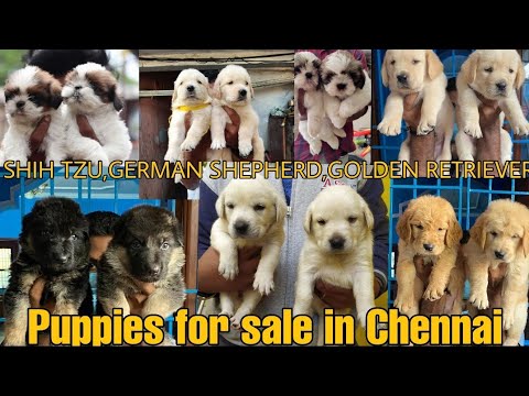 Labrador, ShihTzu, German Shepherd, Golden Retriever Puppies For sale In Chennai | #puppies #dogs