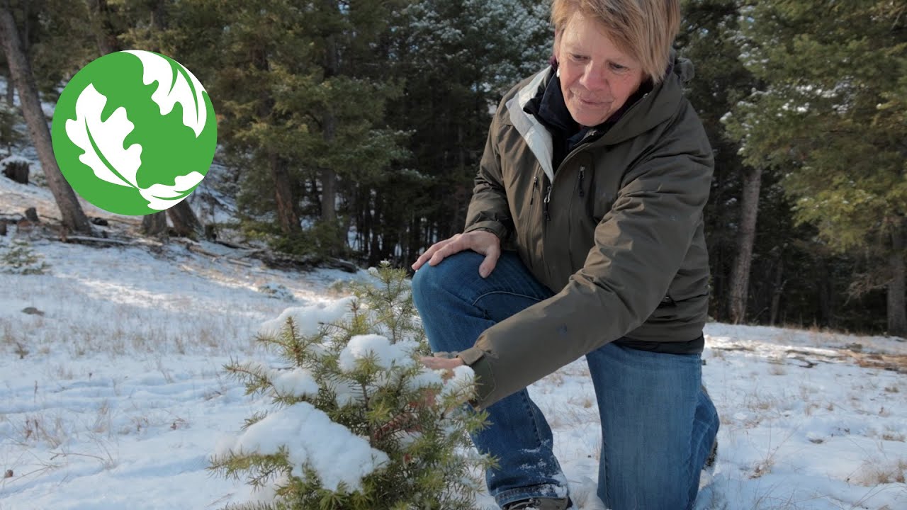 Climate Solutions: Reforestation