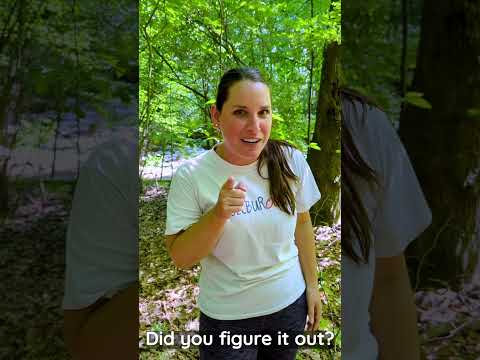 In the Bosque with Ms. Lia and Dino | Spanish Vocab