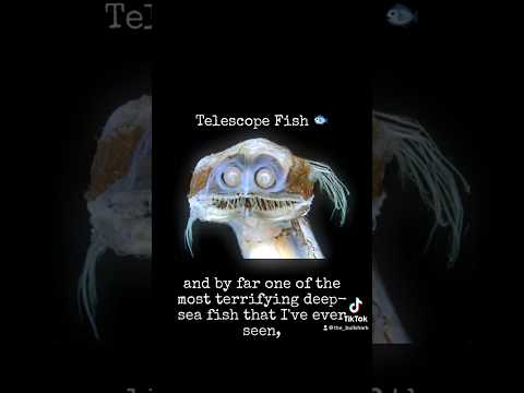 A terrifying fish in the netherworld, The Telescope Fish 🔭 #ocean #seaanimals #fish #deep #deepsea