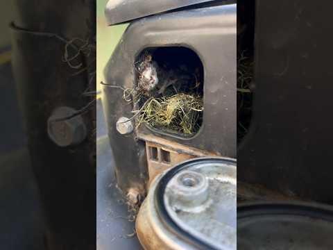 Dead critters and fuel filter replacements. #johndeere
