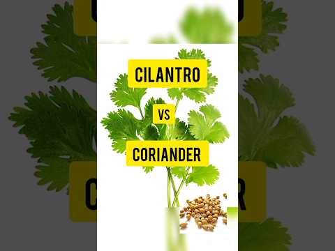 Coriander vs Cilantro! coriander और cilantro क्या है? #coriander #youtubeshorts #shorts #trending