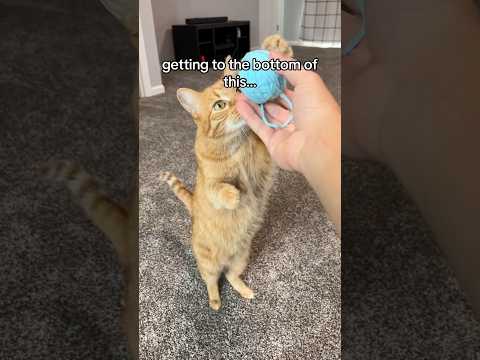 DO CATS ACTUALLY LIKE YARN? #viral