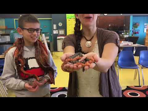 Let's count snakes in Spanish!