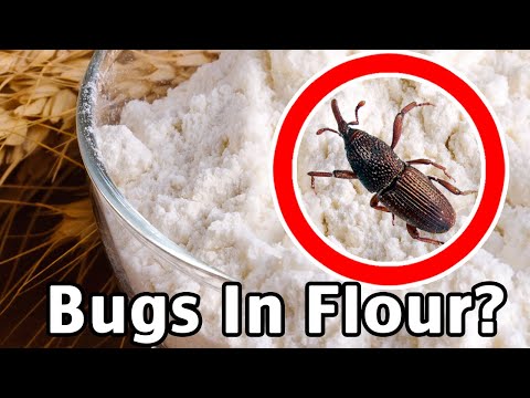 The Secret Trick to Getting Rid of Bugs in Flour!
