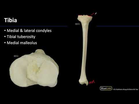 MSK Lab 2 Station 15 - Tibia and Fibula