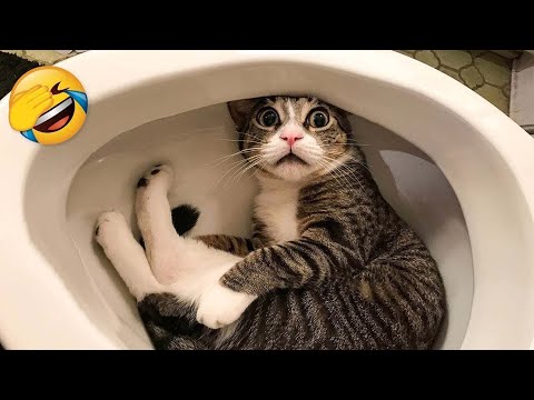 Videos De Risa 2025 😂 Animales Graciosos 🐈 Los Videos de Perros y Gatos Más Divertidos 😹🐶 Parte#28
