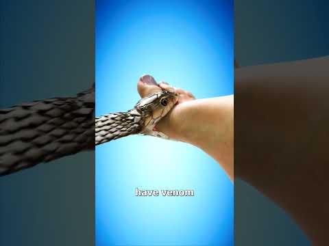 What Happens When a Snake Bites You? ????