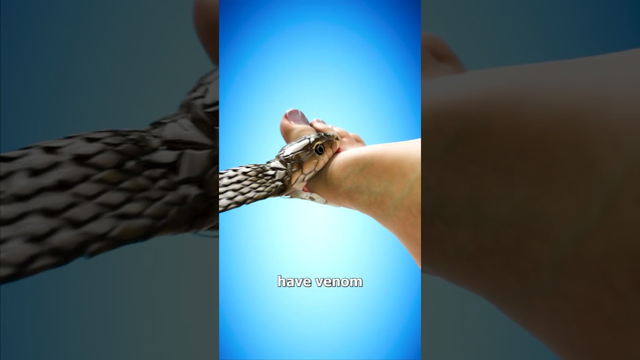 What Happens When a Snake Bites You? 🤔