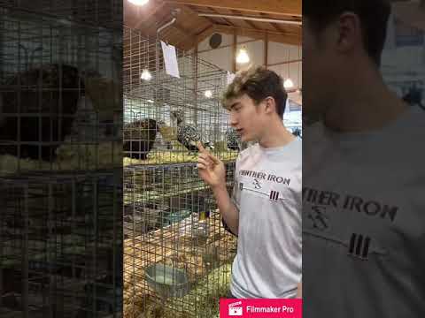 Heart of the Ozark’s Poultry Show