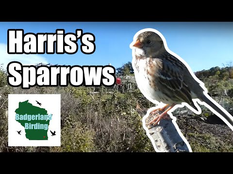 Finding a HARRIS'S SPARROW in a Madison Garden