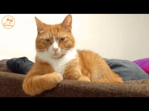 Funny ANIMALS Videos ๐คฃ Hilarious Cats & Dogs Doing the Funniest Things! ๐พ๐ Part 41