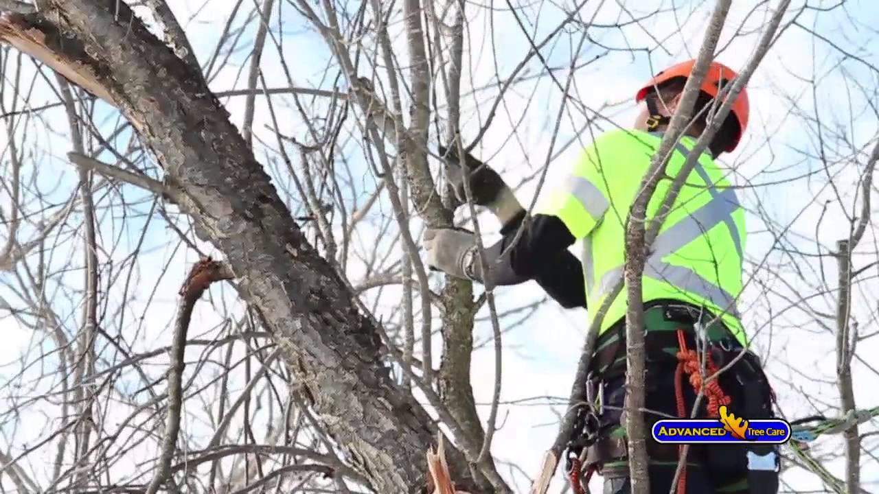 Advanced Tree Care - Our Services: Tree Pruning