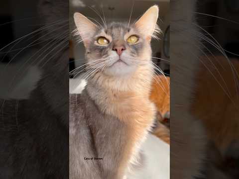 Trio of cats in different colours-meet the Somali cat breed #cat #catvideos #catlover