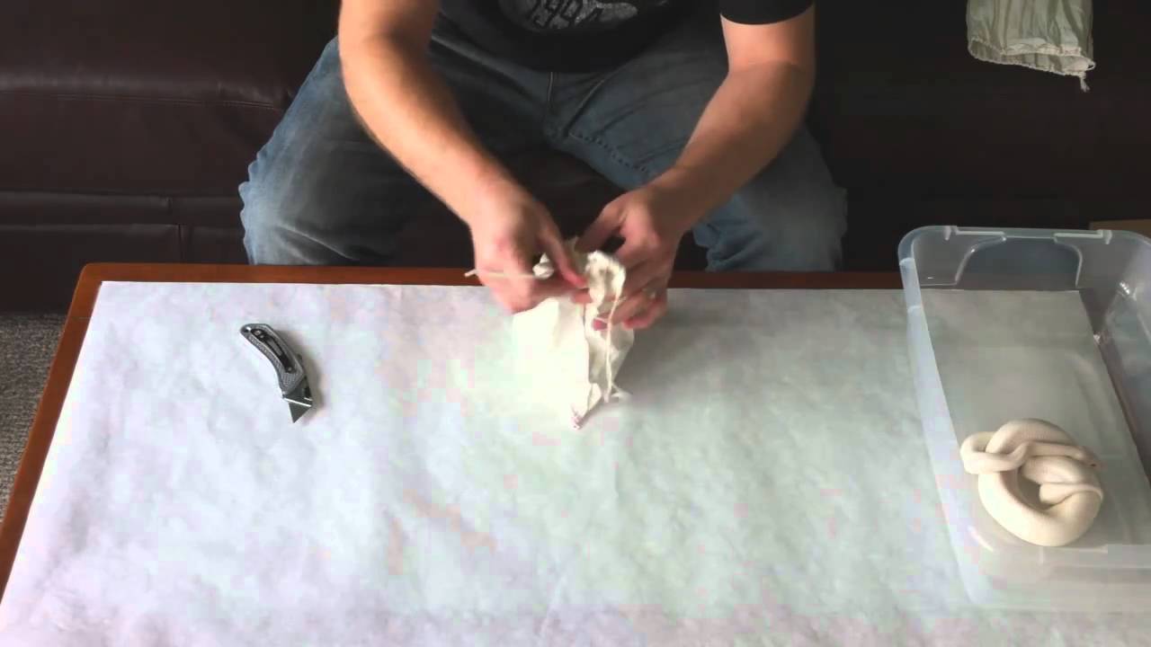 Ball Python Unboxing #1