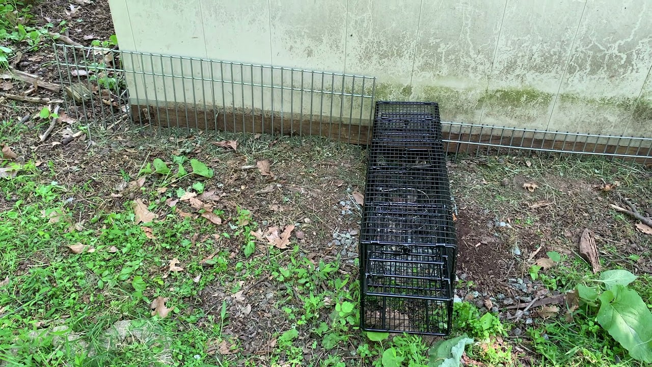 Groundhog Devouring Homeowners Garden