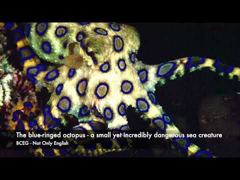 The blue ringed octopus - a small yet incredibly dangerous sea creature