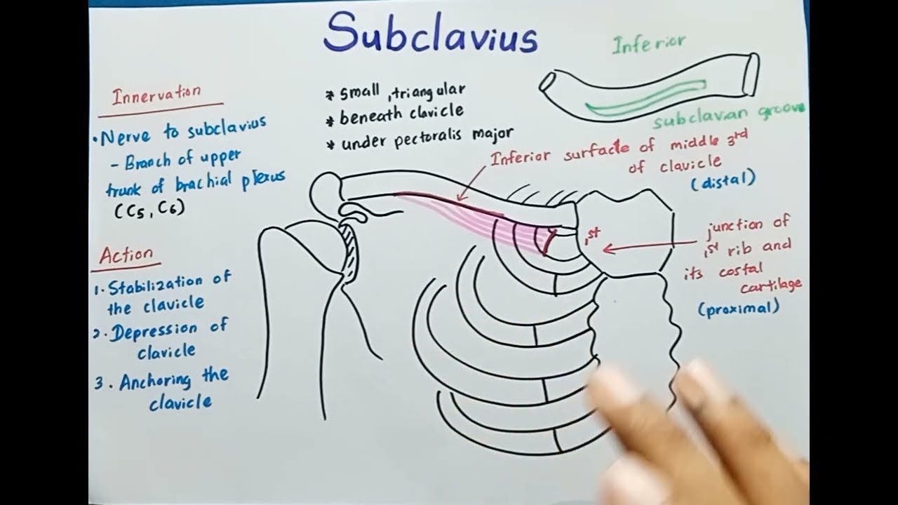 Subclavius muscle | Origin |  Insertion | Innervation | Actions
