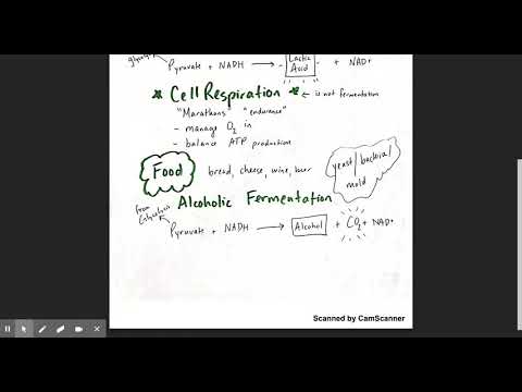 Fermentation Video Notes.pdf - Google Drive