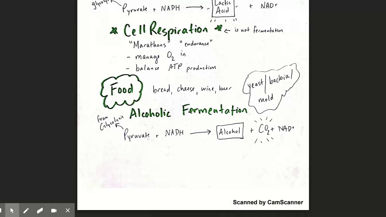 Fermentation Video Notes.pdf - Google Drive