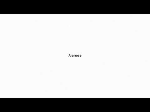 Araneae PRONUNCIATION
