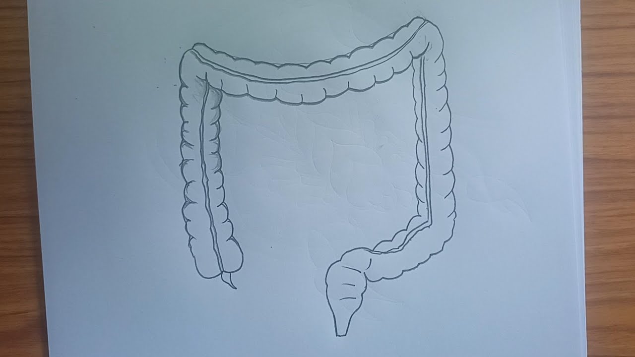 How to draw Large intestine Diagram - easy drawing