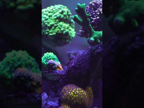 Coral Reef Tank Heaven #shorts