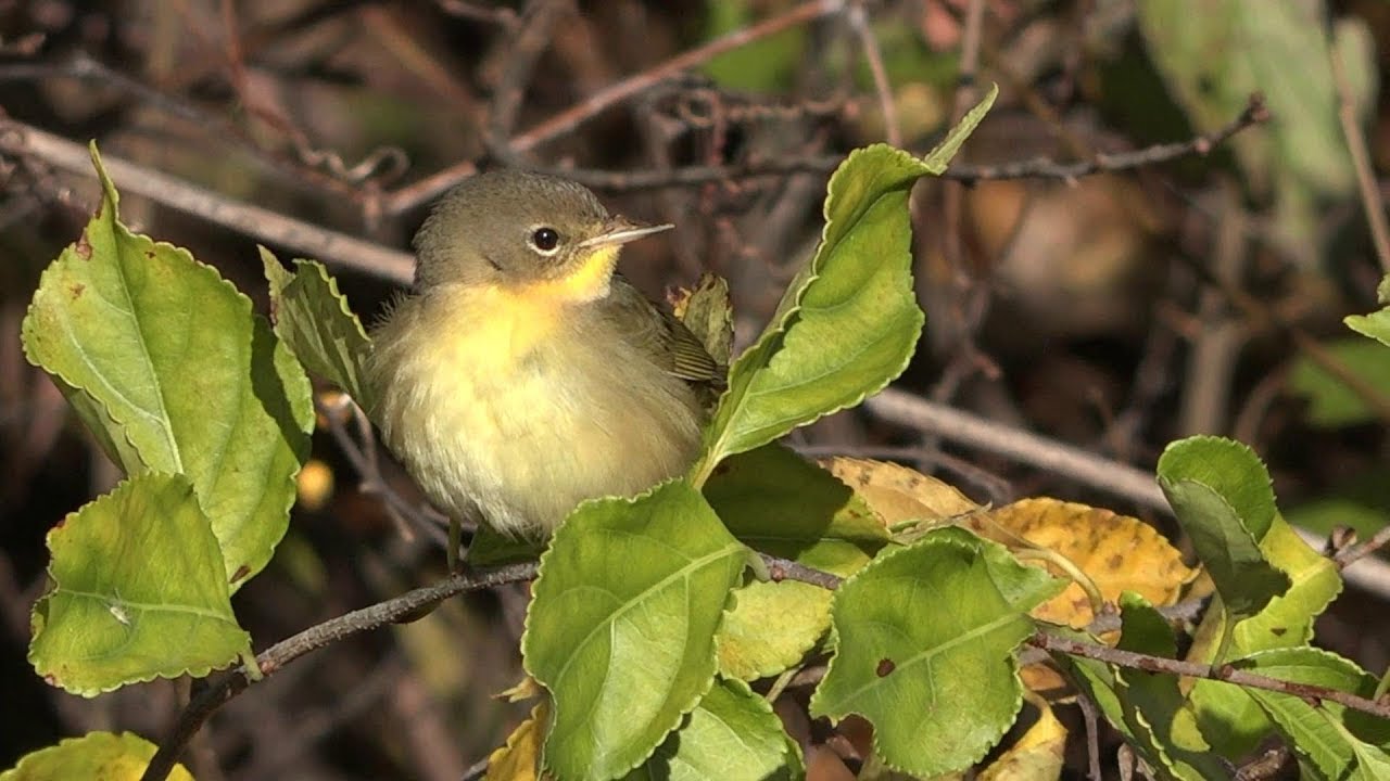 Palm Warbler (female)