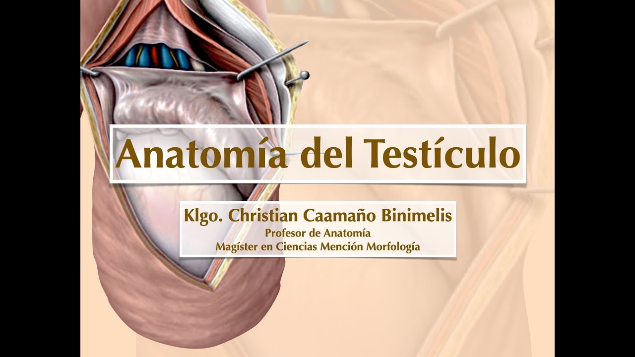 ¿qué Parte Del Sistema Reproductivo Masculino Protege Los Testículos Valetry