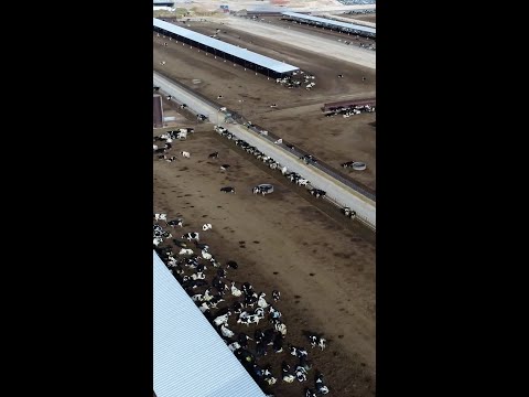 Why Mercy For Animals is attending the 2022 UN climate change summit (COP27)