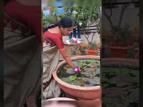 Put this medicine in the lotus flowers, the lotus flowers will come to every house and #lotustower