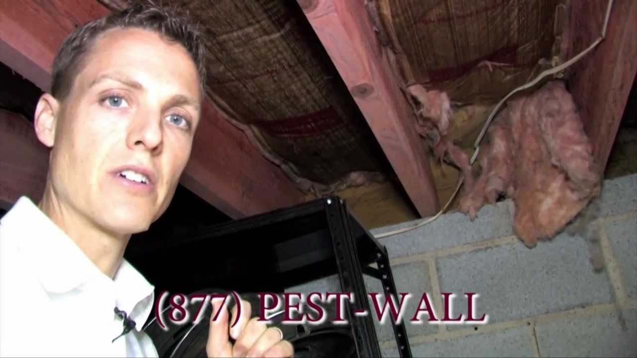 Cricket Control - Cave Crickets and Camel Crickets - Bulwark Exterminating
