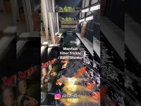 | Manfaat Bakki shower | #short #fishlover #budidayaikan