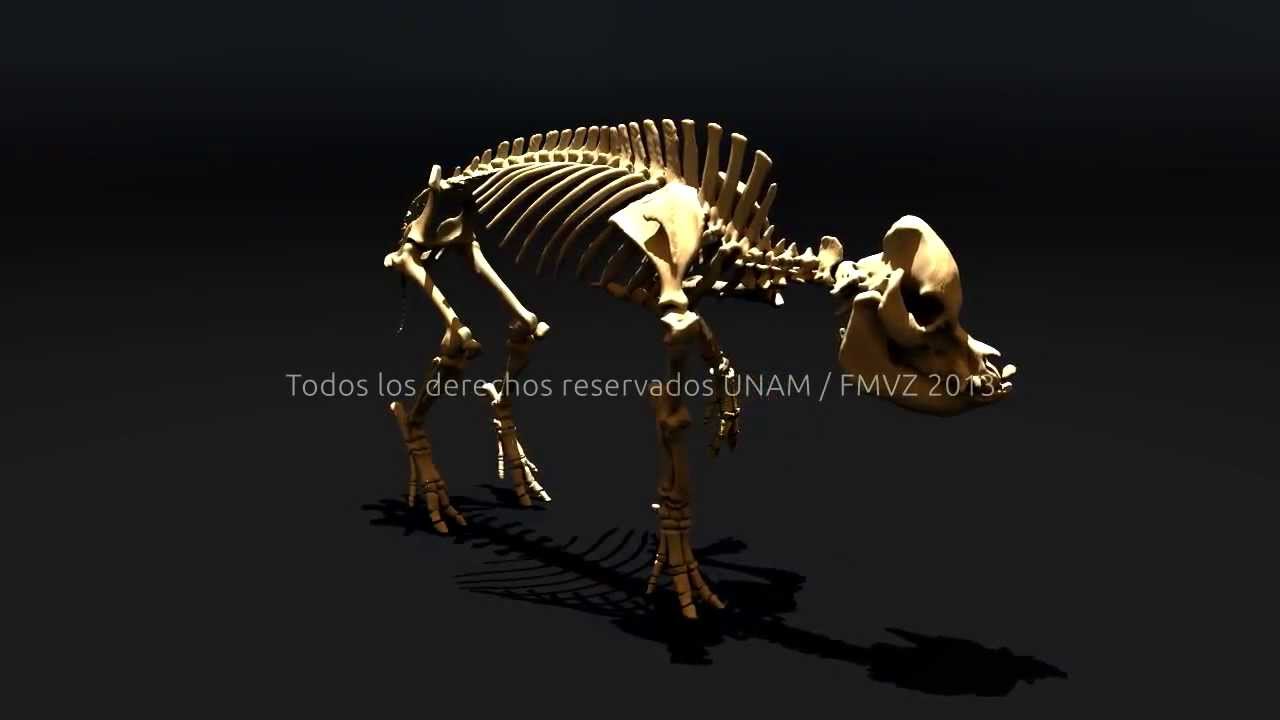 Cerdo Tridimensional, 3D pig, maya pig rigging, anatomía veterinaria