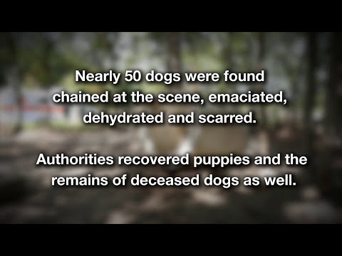 ASPCA Assists FBI, U.S. Attorney in South Carolina Drug, Dog Fighting Investigation