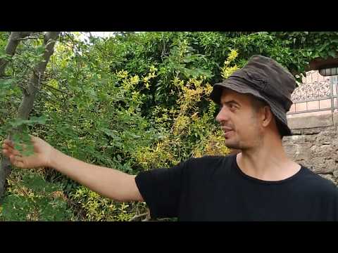 Biblical Garden St Martin - a miracle of Middle Eastern plants in Germany