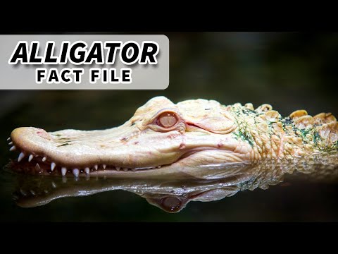 Alligator Facts: the CHINESE & AMERICAN ALLIGATOR 🐊 Animal Fact Files