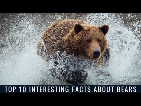 Top 10 Interesting Facts About Bears