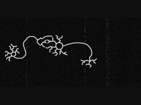 The Fundamentals of the Biological Basis of Psychology
