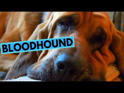 Bloodhound Dog Breed - TOP 10 Interesting Facts