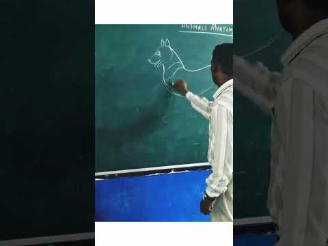 Animals Anatomy Drawing