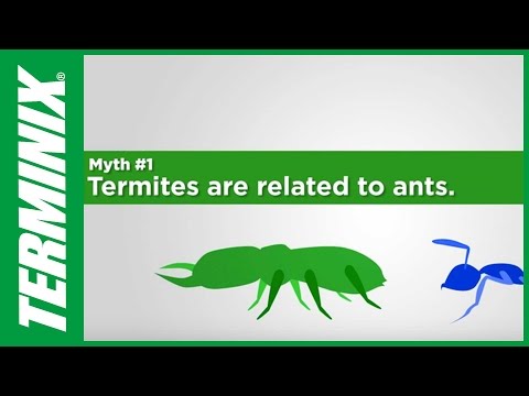 Debunking 5 Common Termite Myths
