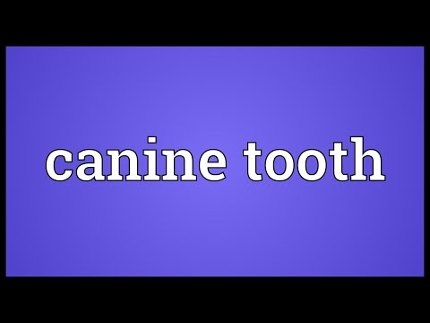 Canine tooth Meaning