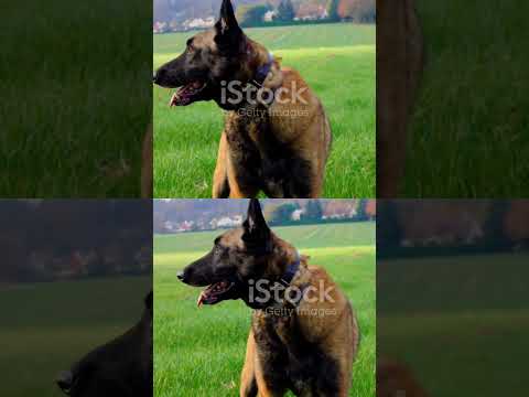 Male vs Female Belgian Malinois: Which One is Right for You?
