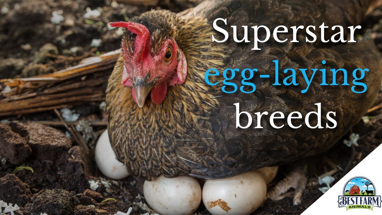 Superstar Chickens That Can Lay Over 300 Eggs a Year
