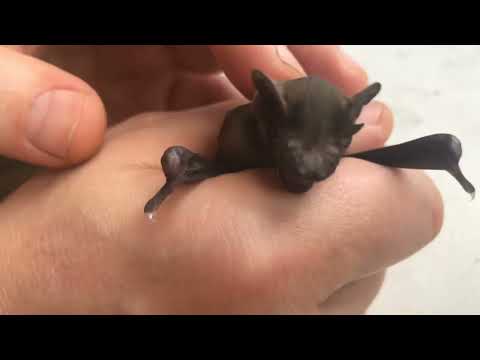 Animals that start with “B”
