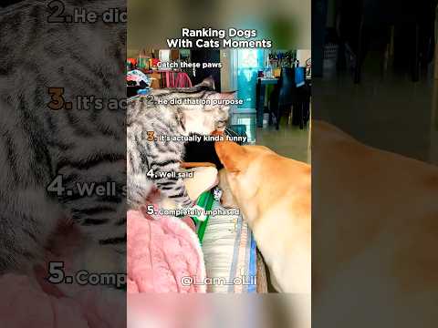 Cat And Dog Moments That Will Make You Laugh!