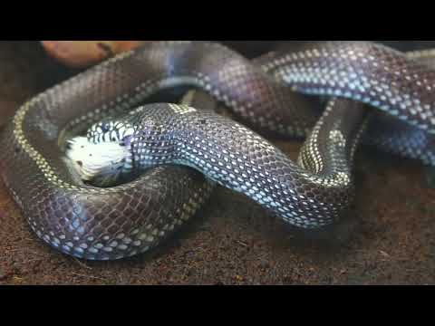 Amazing Rainforest Animals And Facts You Need To See !