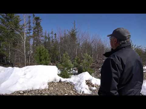 Identifying Red and White Pine Trees