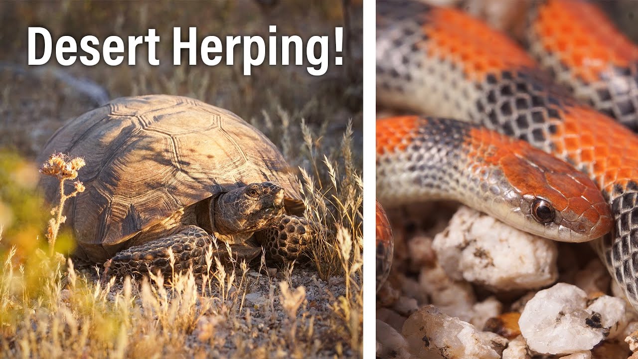 Desert Herping! Snakes, Tortoises and More!